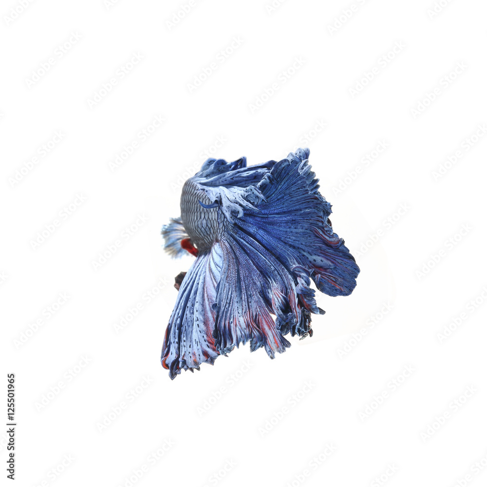 Siamese fighting fish show the beautiful fins tail ,betta fish isolated ...