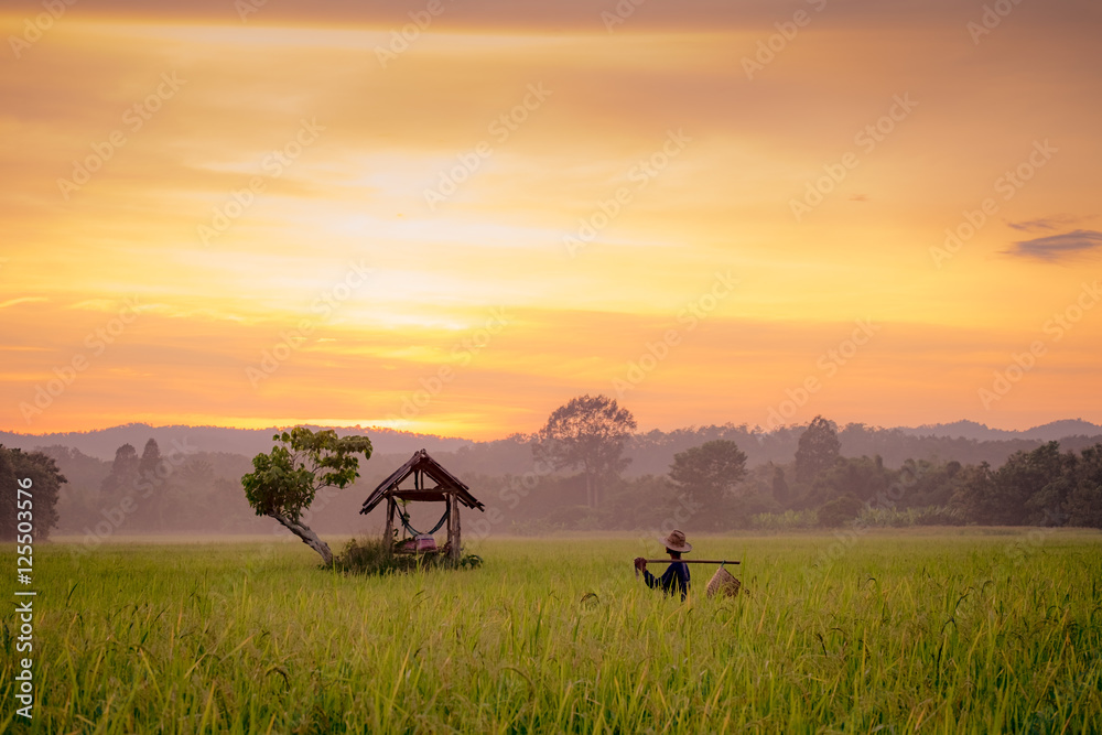 Asia farmer in the rice fields with lush plant and cottage at sunset ...