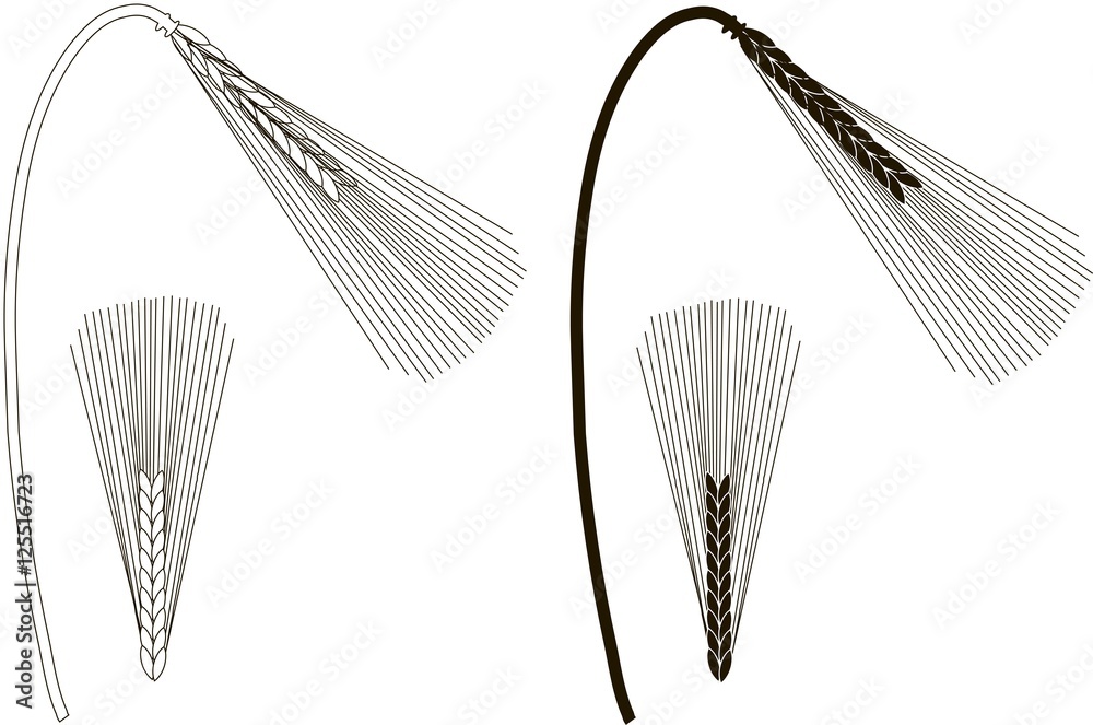 Black and white graphic silhouette and outline of barley, vector ...