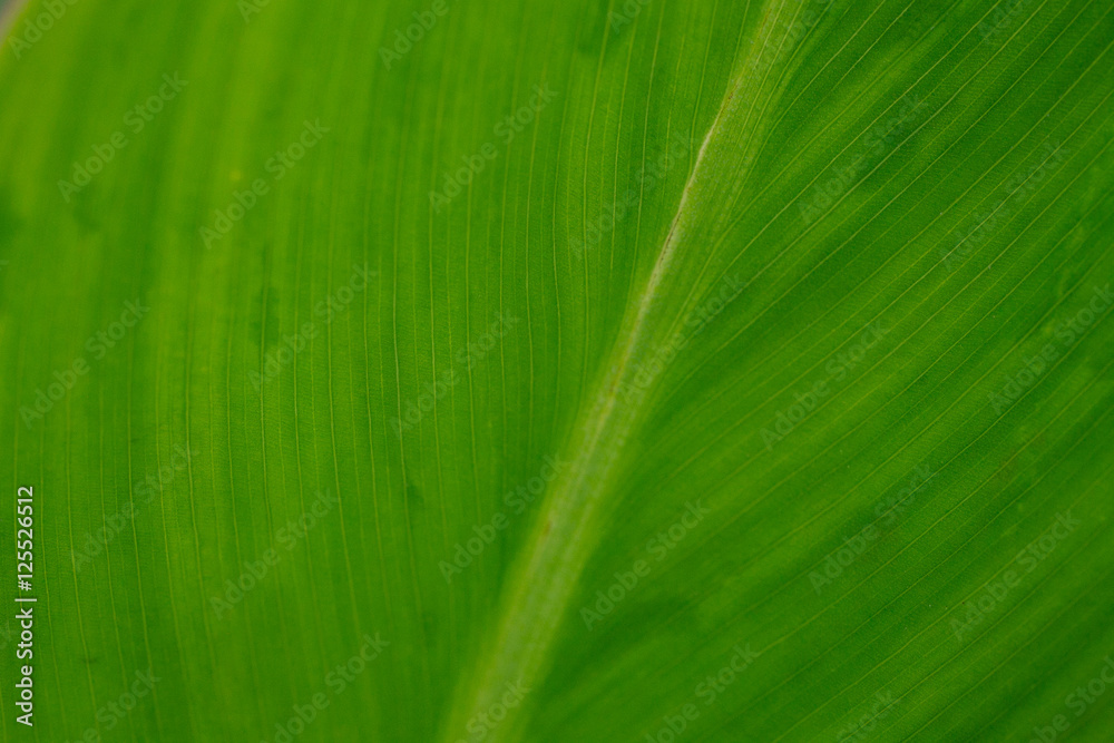 Textura de hojas. Fondo de hoja verde. Green Leaf background. Leaf ...