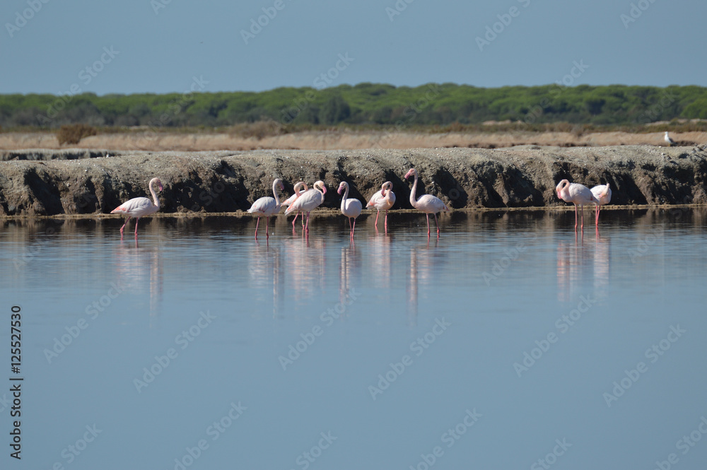 paisajes de marismas y aves en las salinas Stock Photo | Adobe Stock