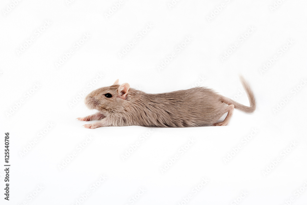 gray mouse gerbil Stock Photo | Adobe Stock