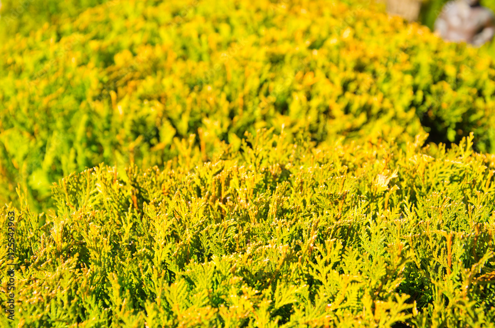 Evergreen juniper bushes in a city park Stock Photo | Adobe Stock