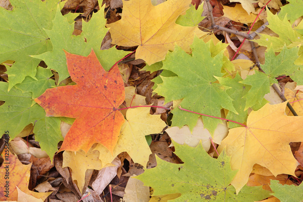 Yellow leaves of the Canadian maple against the background of th Stock ...