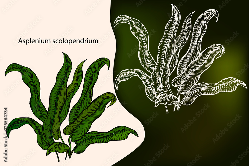 Asplenium scolopendrium. Hand drawn design element. Drawing with chalk ...