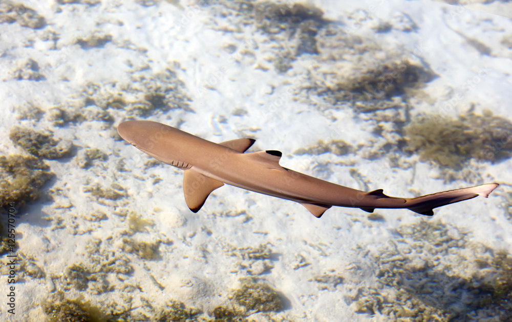 Reef shark , the top view through crystal clear water Stock Photo ...