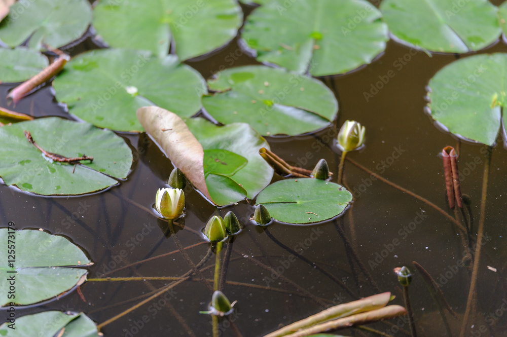 Ninfea Stock Photo | Adobe Stock