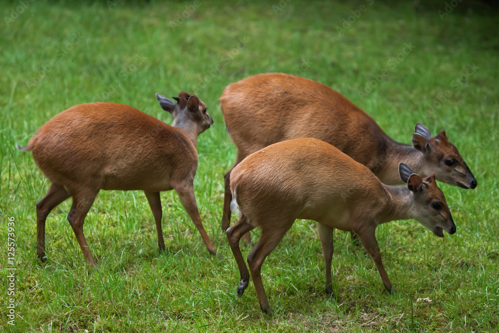 Red Duiker