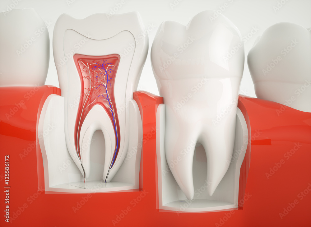 Anatomy of healthy teeth - 3d rendering Stock Illustration | Adobe Stock