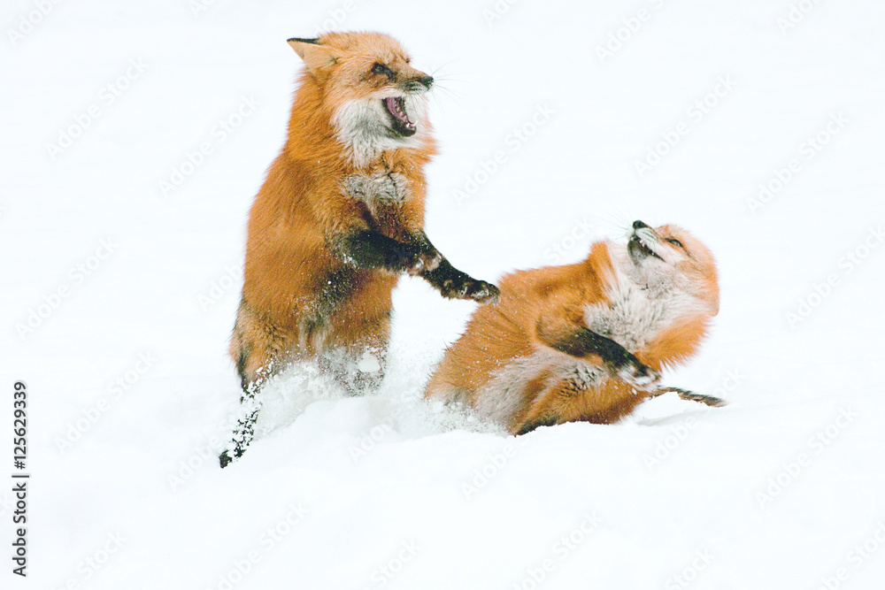 Fuchs Stock Photo | Adobe Stock