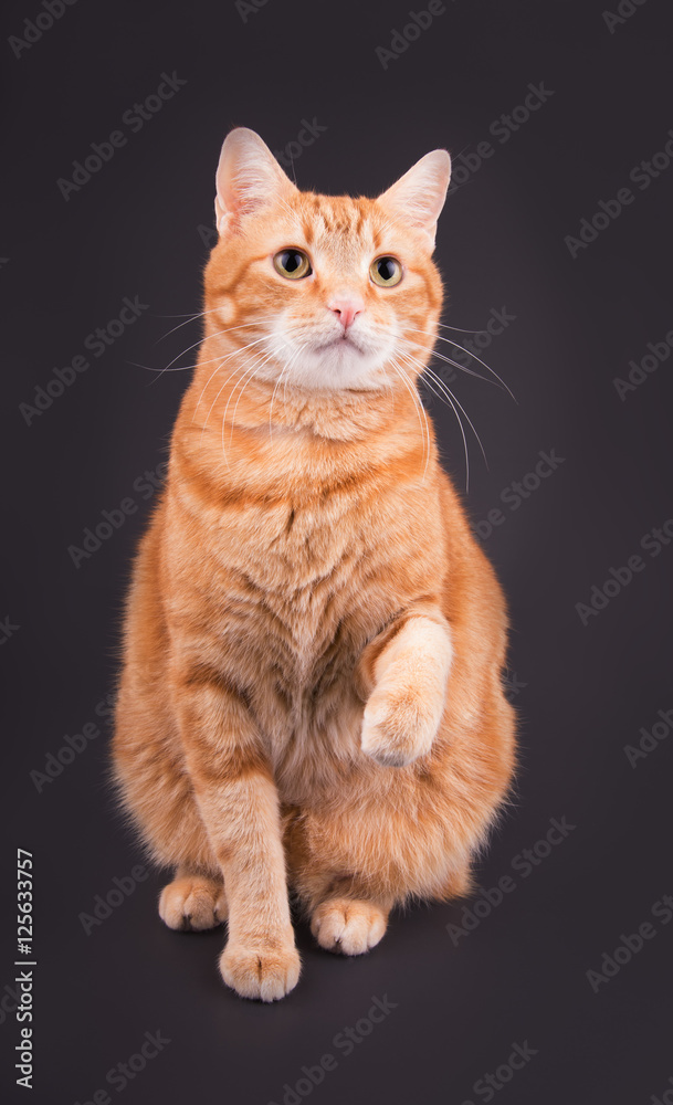 Cat Sitting Upright