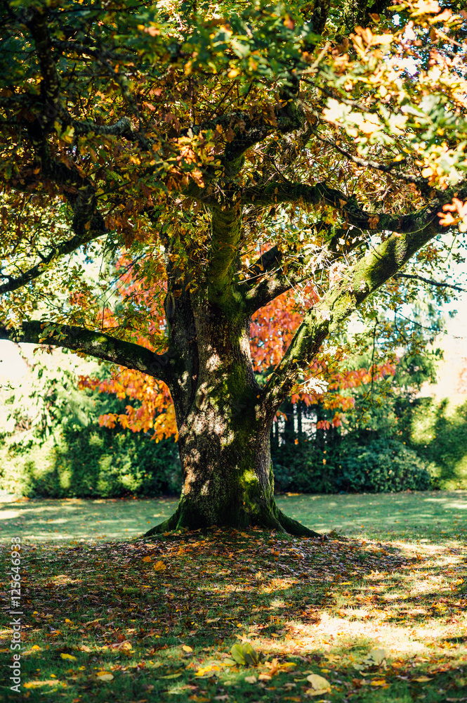 Oak tree in fall autumn with leaves falling changing colour in a park ...