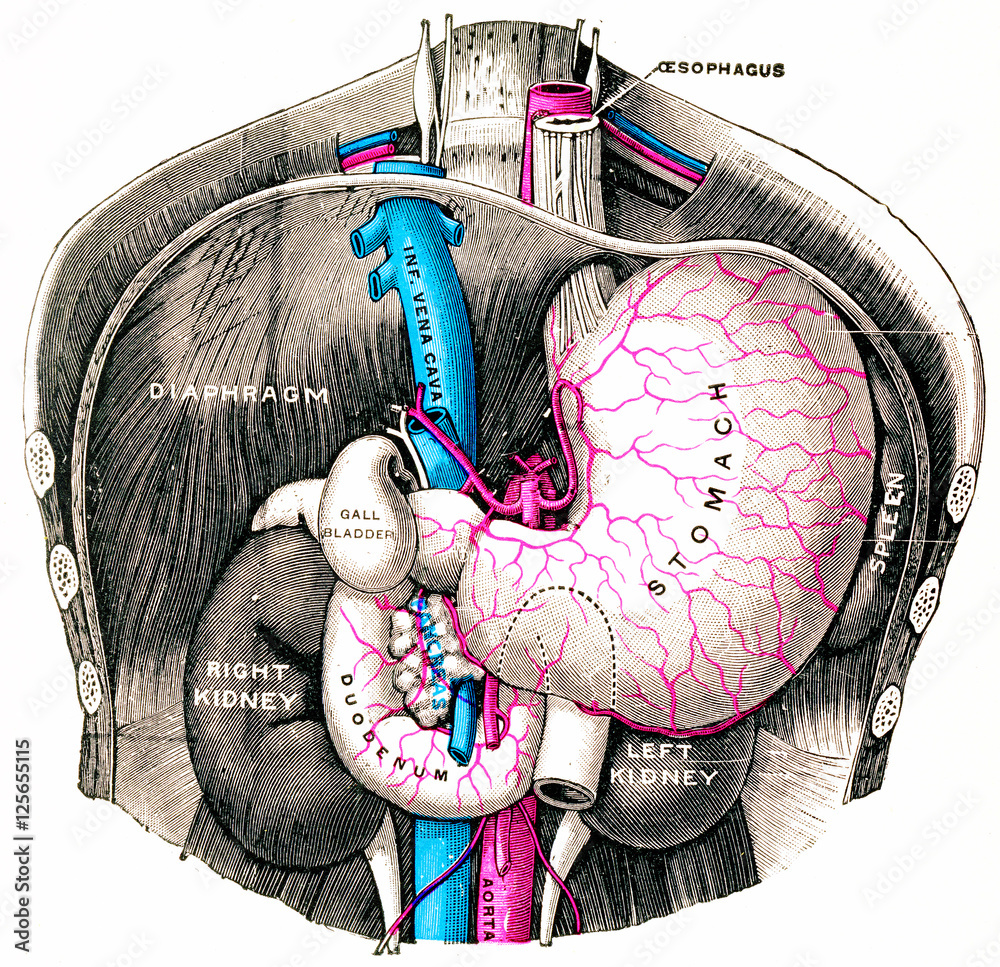 Stomach and duodenum, vintage engraving. Stock Illustration | Adobe Stock