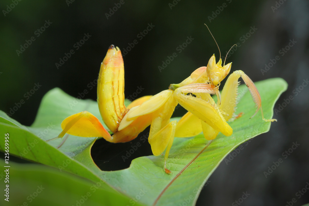 Yellow Orchid Preying Mantis in Thailand. Stock Photo | Adobe Stock