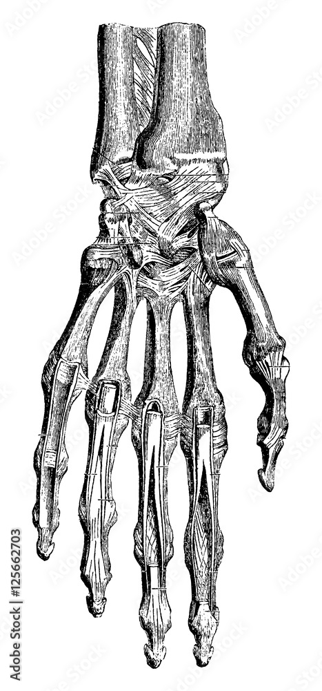 Radiocarpal joint, carpal bones them, carpometacarpal and hand ( Stock ...