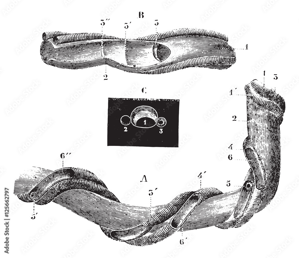 Umbilical cord, vintage engraving. Stock Vector | Adobe Stock
