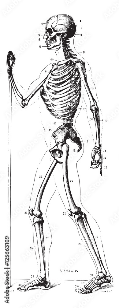 Skeleton, vintage engraving. Stock Vector | Adobe Stock