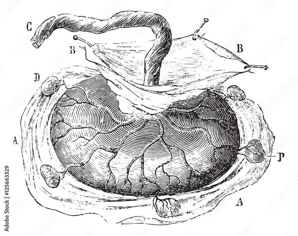 Placenta with five cotyledons isolated, vintage engraving. Stock Vector ...
