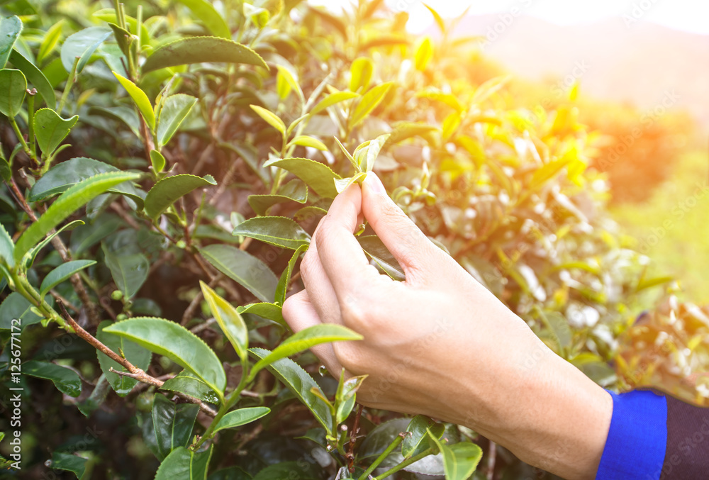beautiful Asian girl picking tea leaf in tea plantation Stock Photo | Adobe Stock