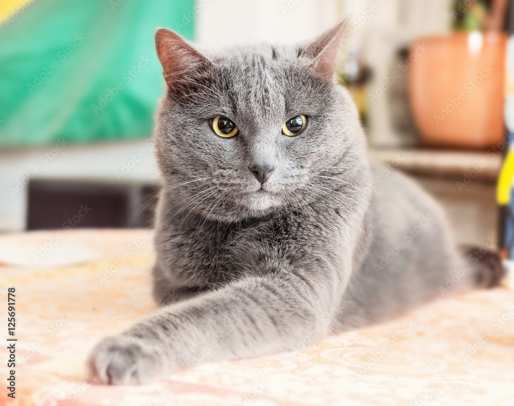 Angry grey cat Stock Photo | Adobe Stock