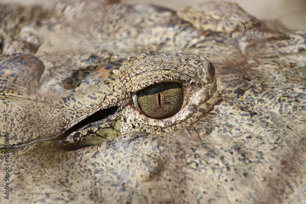 Crocodile Eye Texture