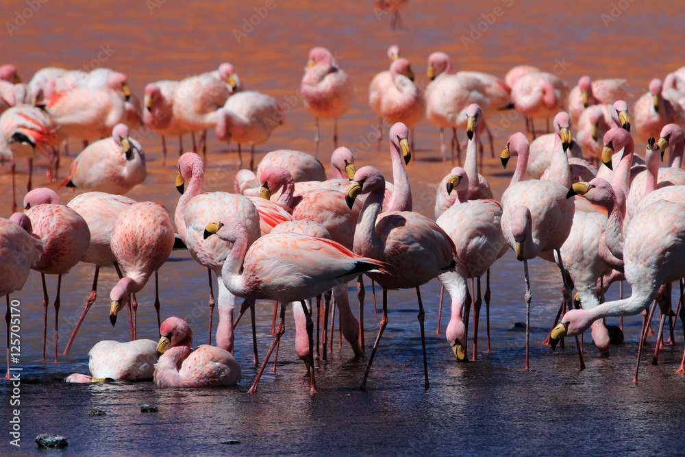 James flamingos, phoenicoparrus jamesi, also known as the puna flamingo ...