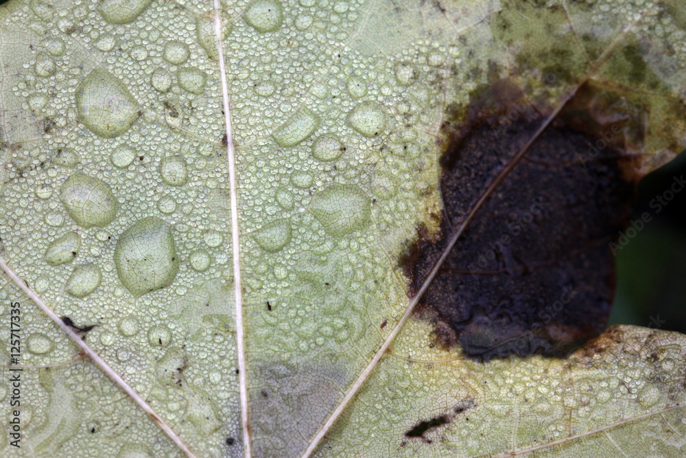 Foto Stock feuille malade | Adobe Stock