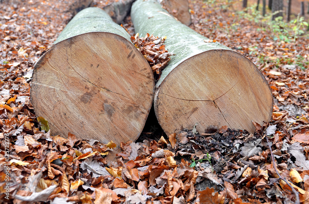 Buche, Holz Stock-Foto | Adobe Stock