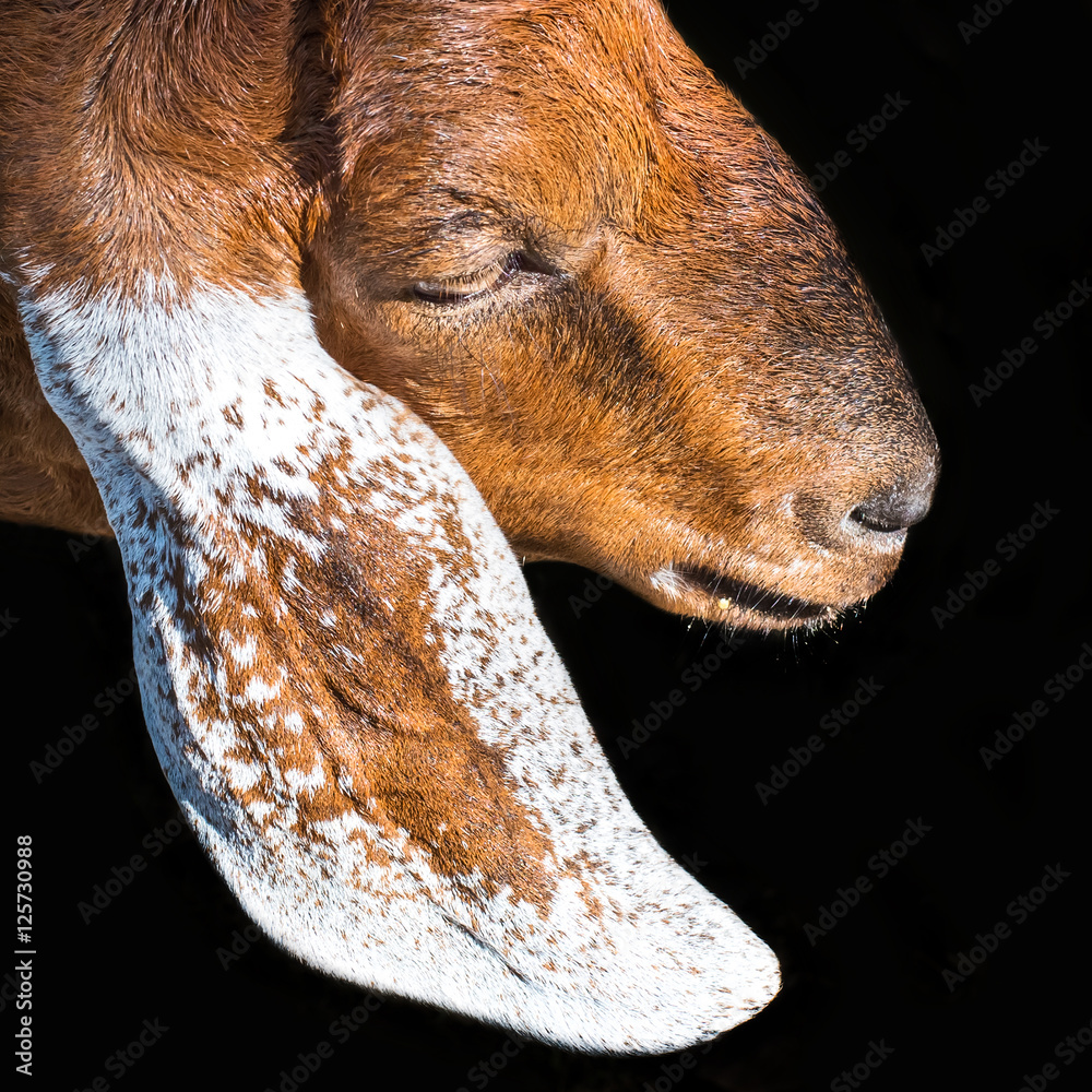 Goat fur Stock Photo | Adobe Stock