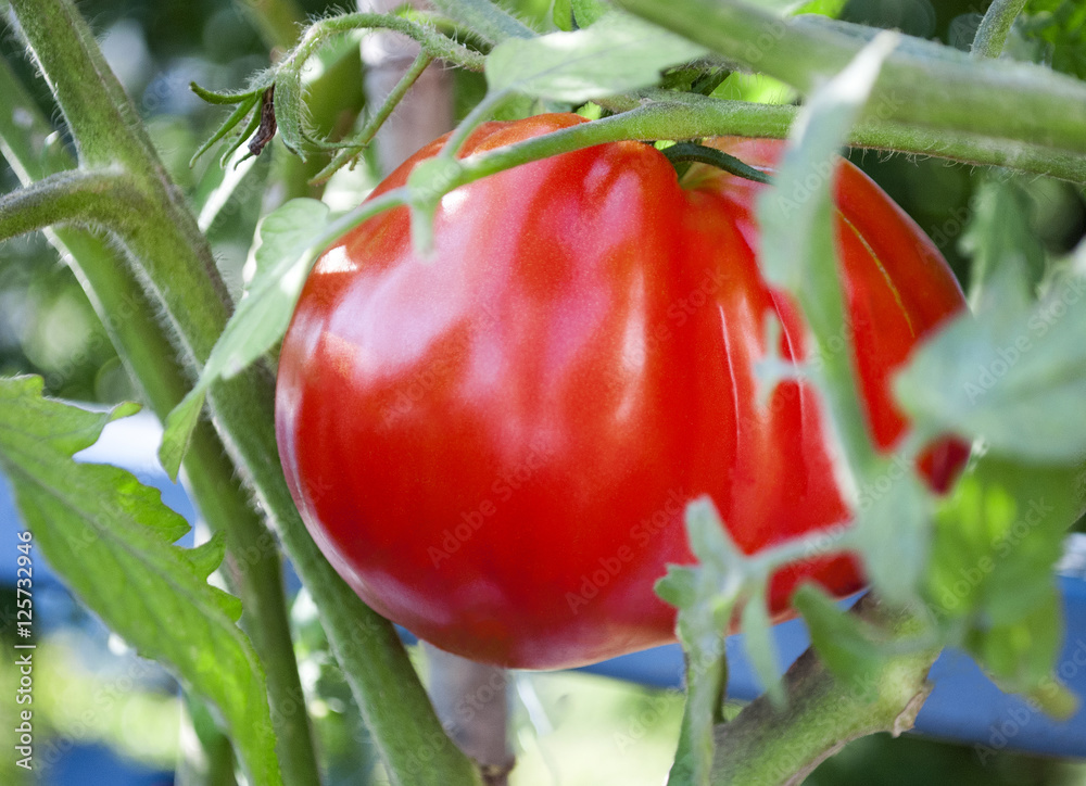 Reife Fleischtomate, Ochsenherztomate am Strauch, Tomatenpflanze, Coeur ...