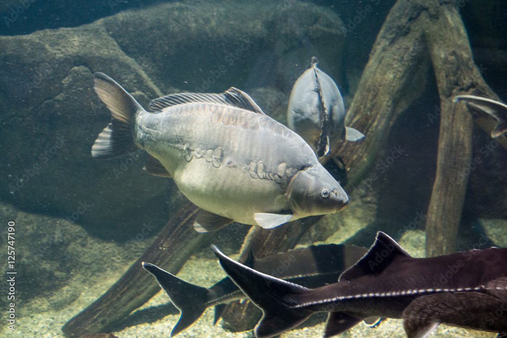Freshwater fish of the carp and sterlet in the environment. Cyprinus ...
