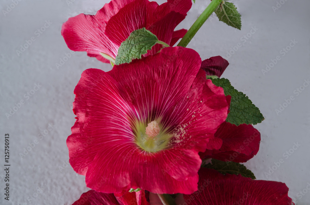 beautiful red flower Stock Photo | Adobe Stock