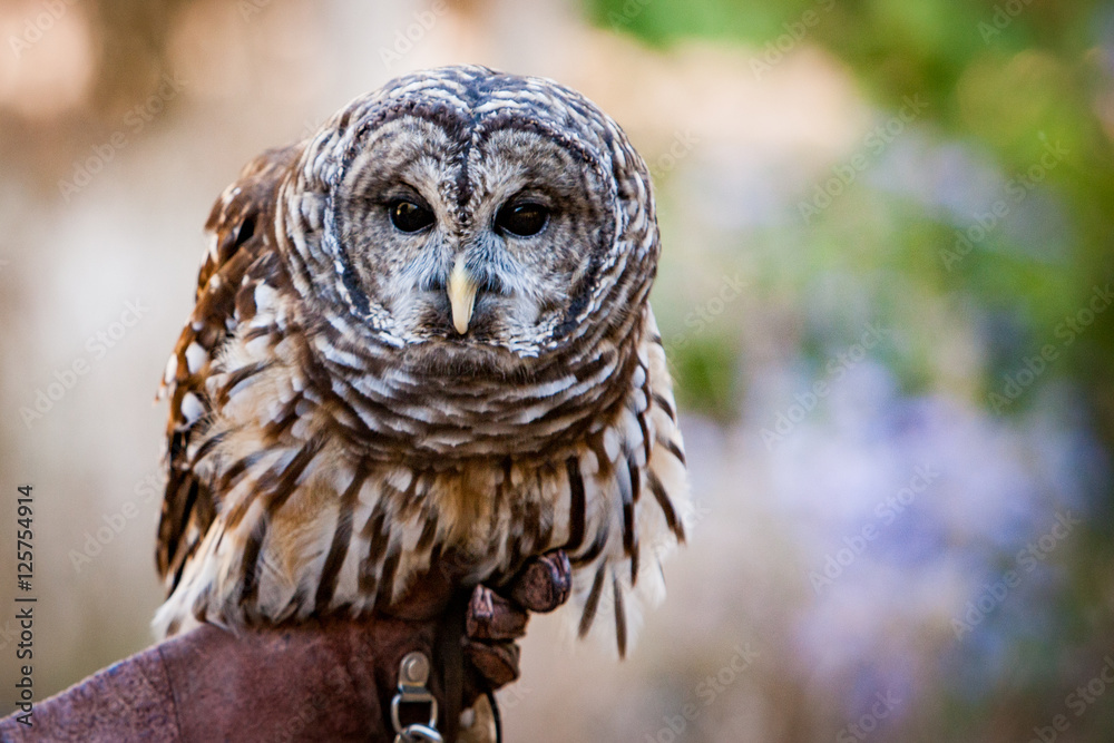 screech owl Stock Photo | Adobe Stock