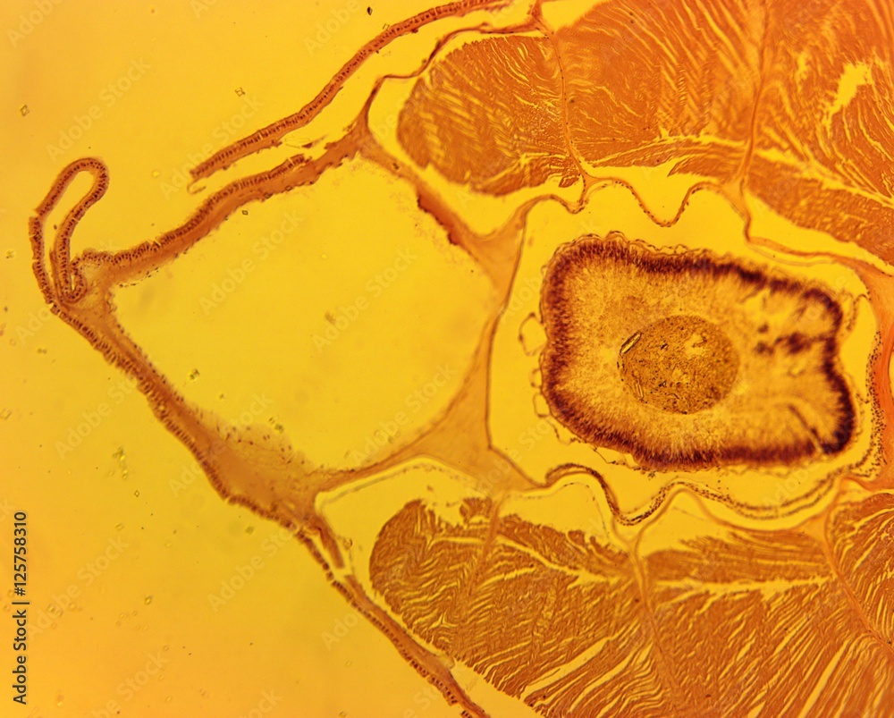 Lancelete (Branchiostoma lanceolatum) transverse slit in the gut area ...