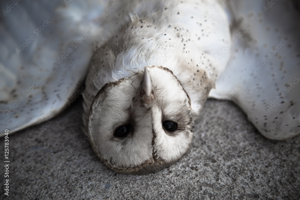 Dead owl, Dead bird Stock Photo | Adobe Stock