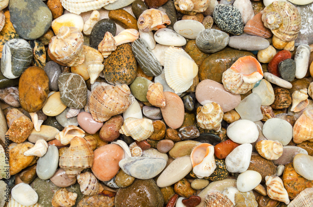Sea pebbles and seashells Stock Photo | Adobe Stock