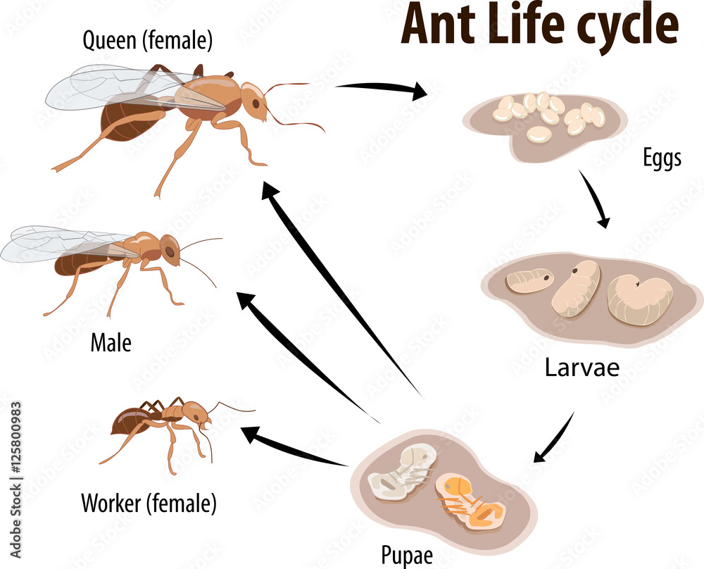 Vector illustration of Ant life cycle Stock Vector | Adobe Stock