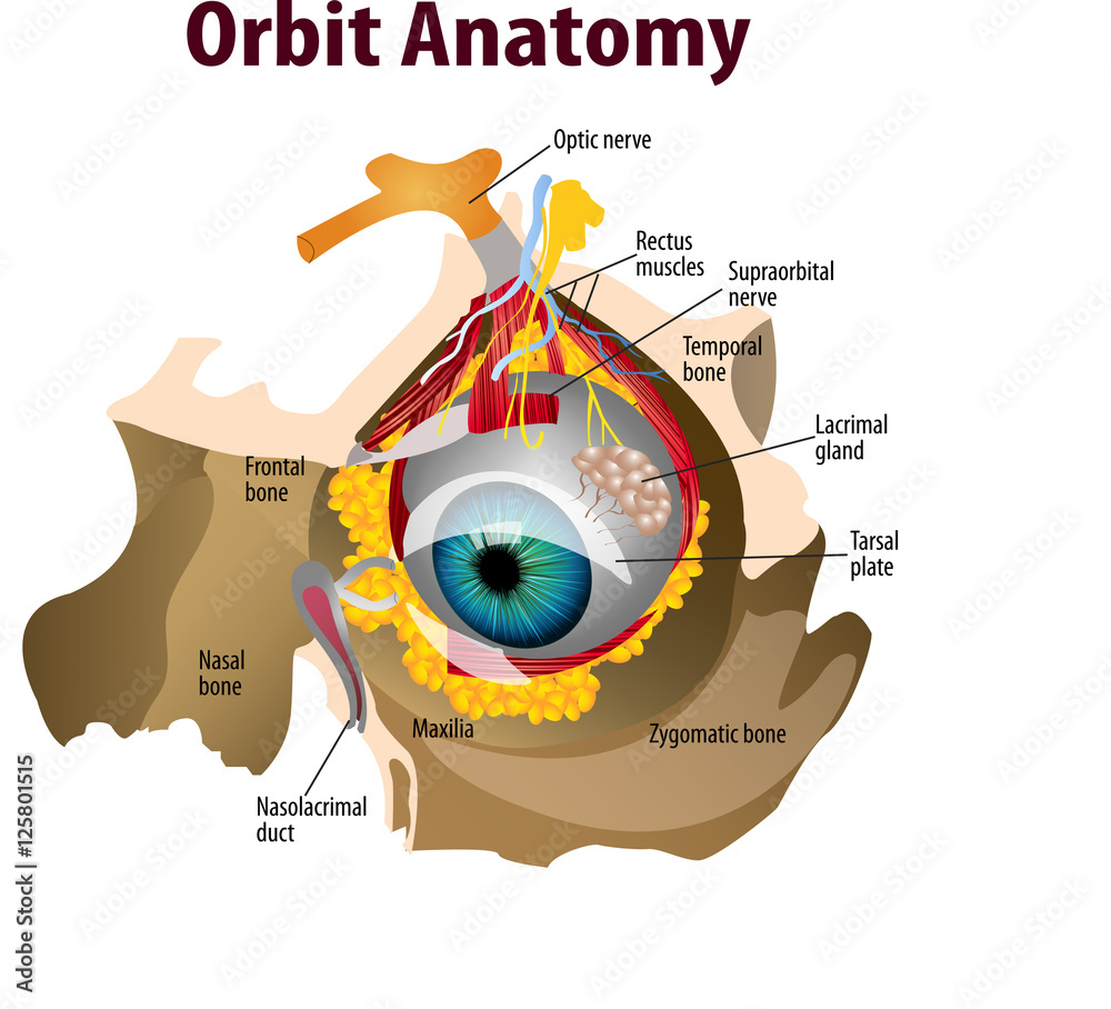 Vector illustration of Orbit anatomy Stock Vector | Adobe Stock