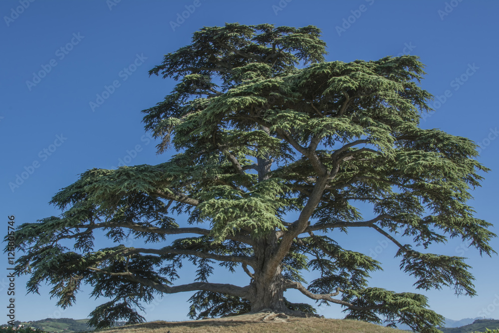 Cedar tree of Lebanon. A secular tree, symbol of la Morra Stock Photo ...