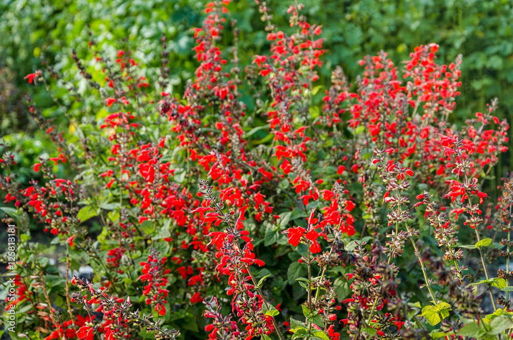 Background of red flowers, green grass Stock Photo | Adobe Stock