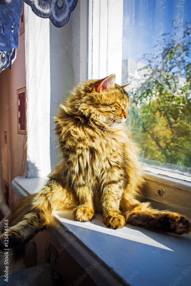 funny tabby cat near the window basking in the sun Stock Photo | Adobe ...