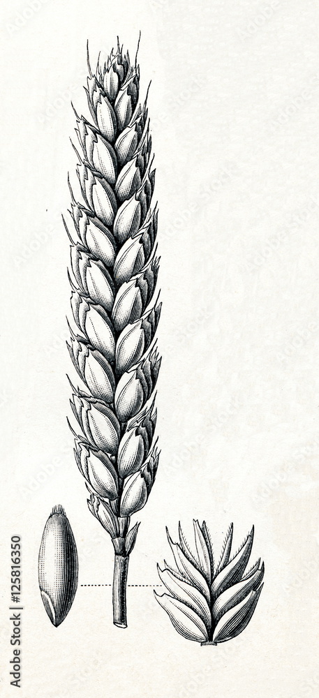 Triticum Aestivum