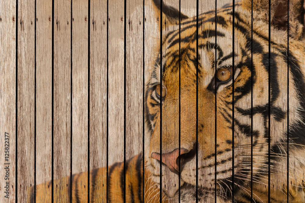 Big Indian almond tree, Terminalia catappa above Wood background Stock ...