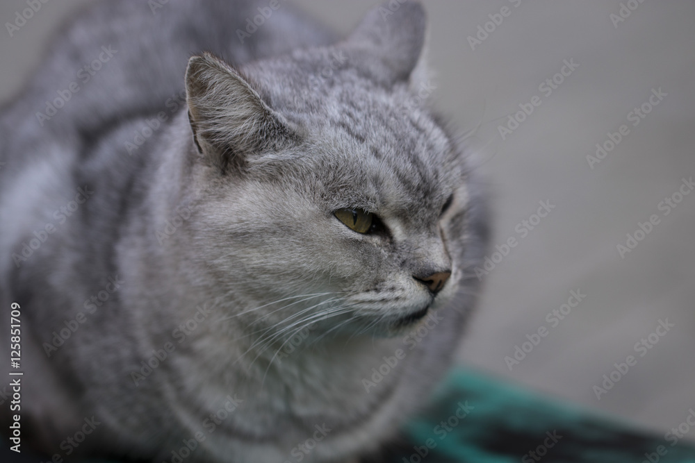 The cute gray cat Stock Photo | Adobe Stock