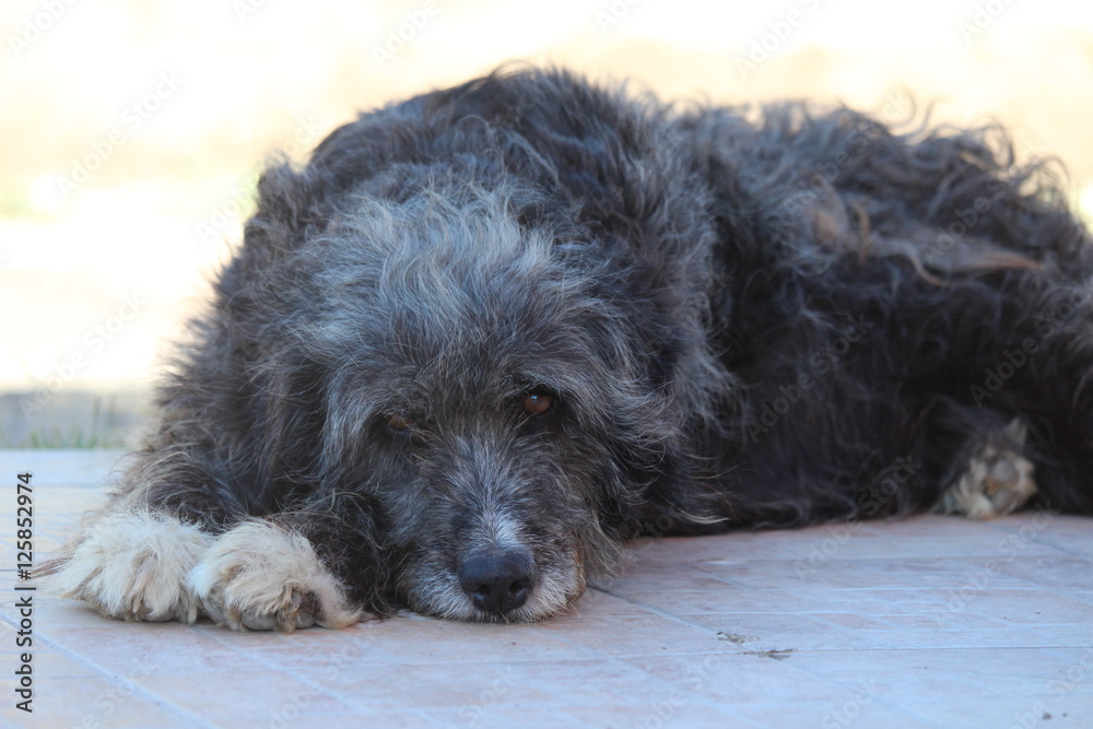 Pastore fonnese Photos | Adobe Stock