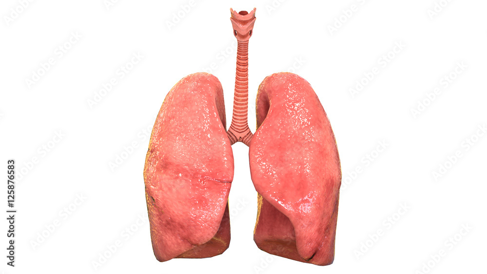 Human Body Organs (Lungs Anatomy) Stock Illustration | Adobe Stock