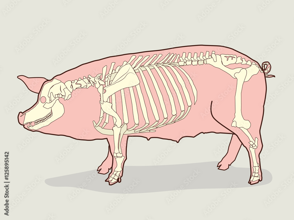 Pig Skeleton Anatomy