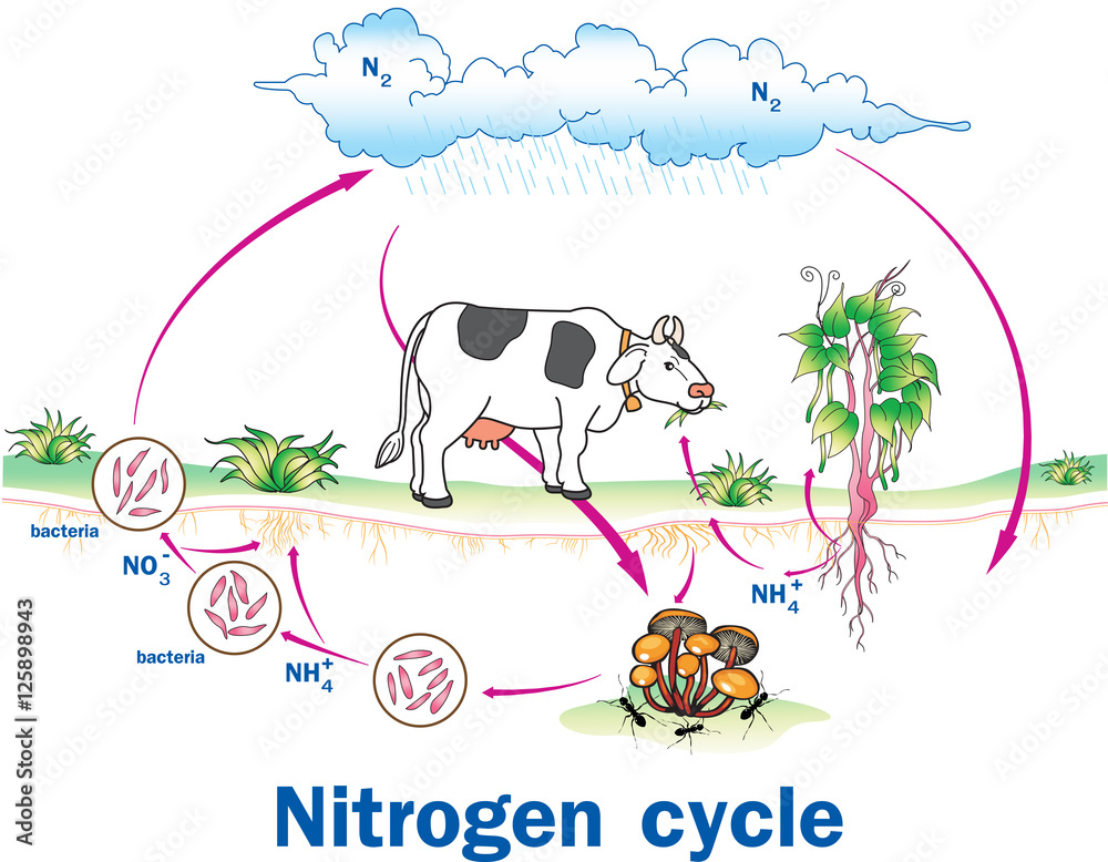 Vector illustration of Nitrogen Cycle Stock Vector | Adobe Stock