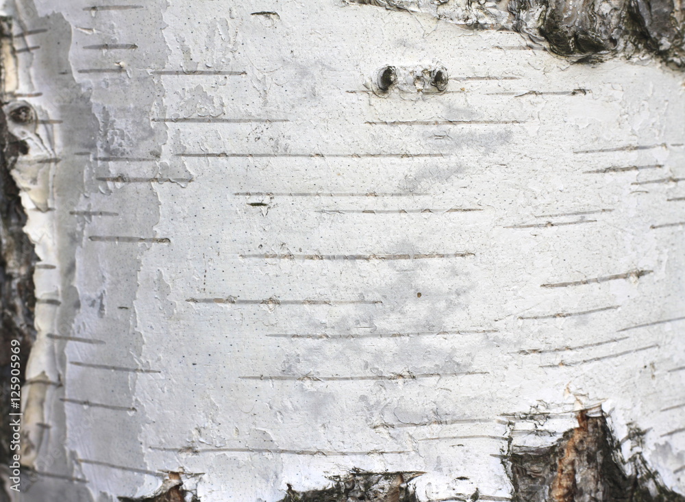 Birch Bark Texture Background