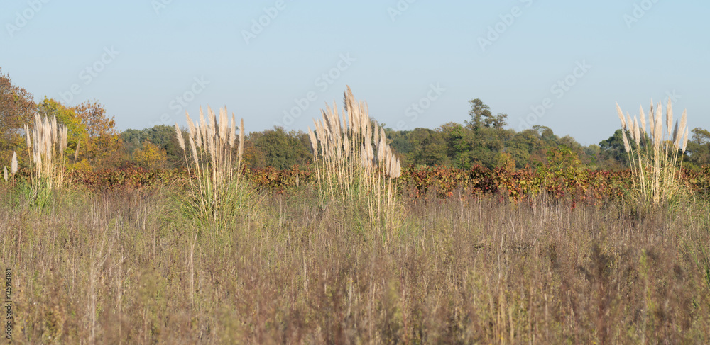 Herbe De La Pampa Gamm Vert